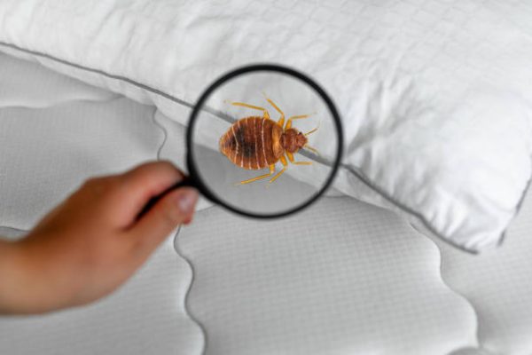 Bed Bug Control Understanding Bed Bug Life Cycle Effective